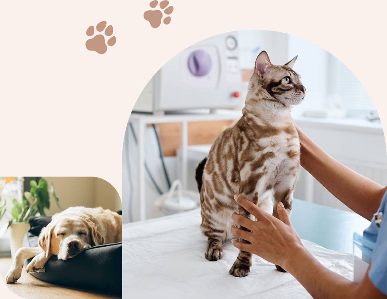 Preventative Veterinary Care Centerton AR - Pet Wellness Care